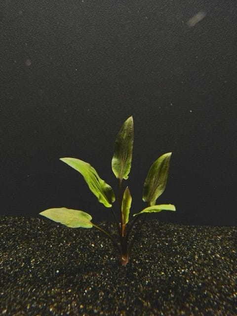Cryptocoryne Wendtii Red | WaterScapes Aquatic Plant Nursery