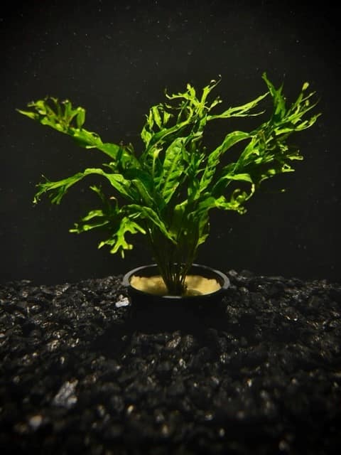 Potted Java Fern Windelov (Microsorium pteropus Windelov) | WaterScapes ...