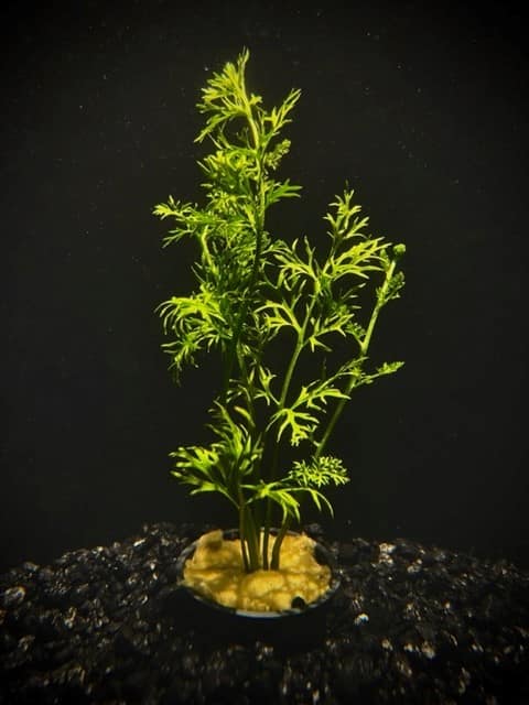 Potted Watersprite Lace Leaf (Ceratopteris siliqusoa) | WaterScapes ...